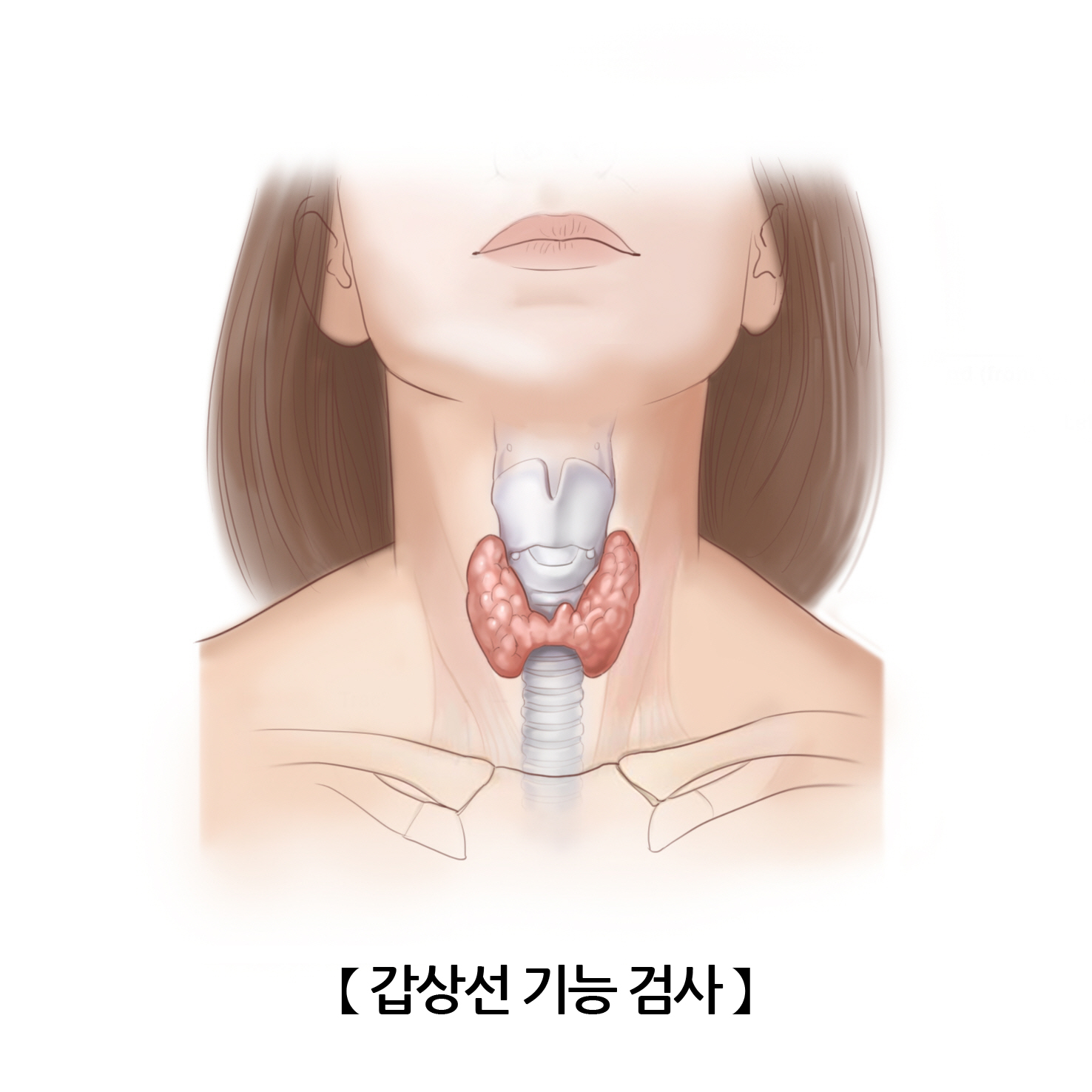 갑상선 기능 검사 검사시술수술 정보 의료정보 건강정보 서울아산병원